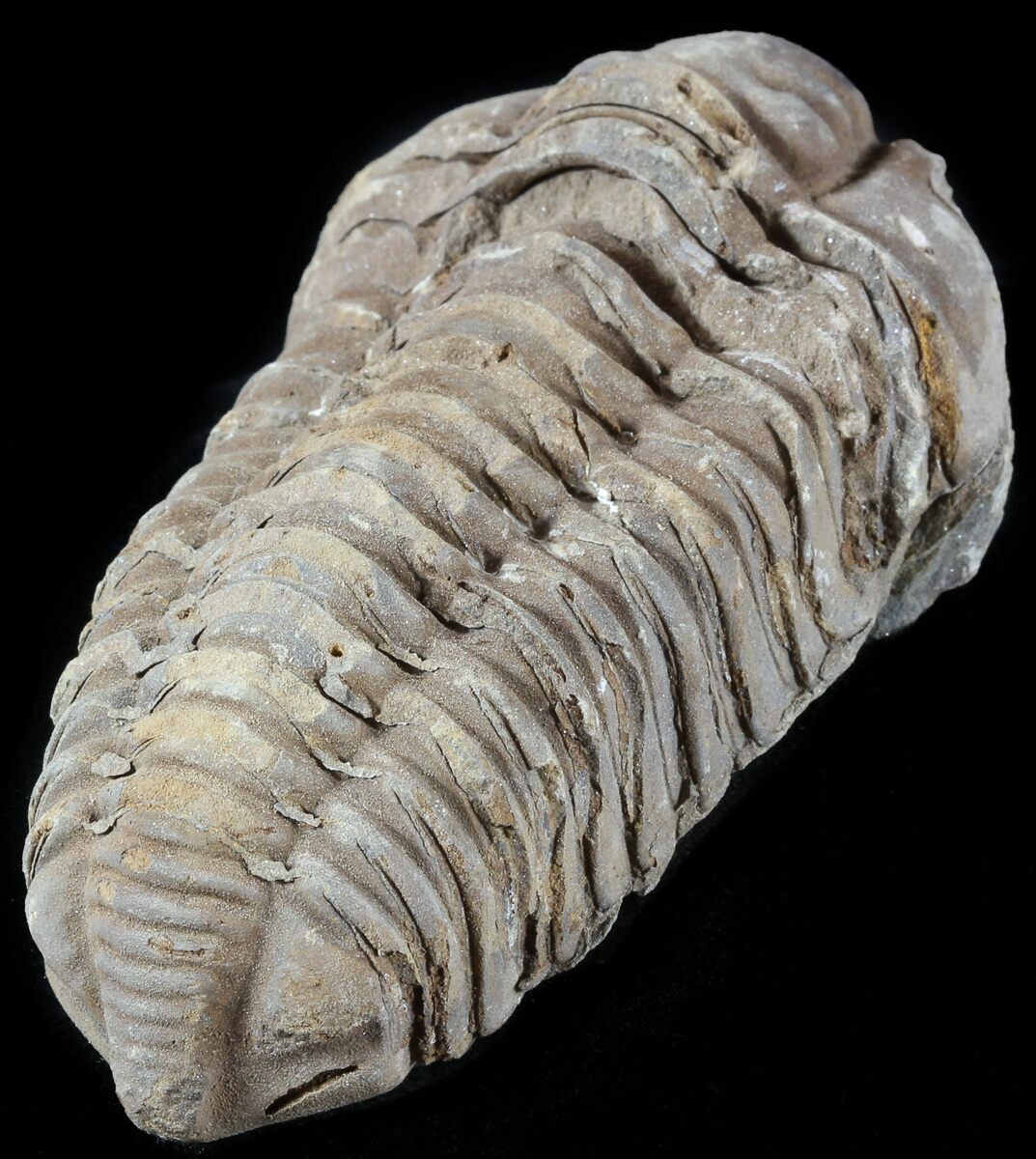 Trilobite Size