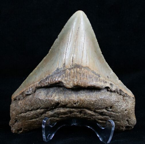 3.62 Inch Posterior Megalodon Tooth (#4596) For Sale - FossilEra.com