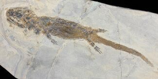 17" Permian Amphibian (Cheliderpeton) From Germany For Sale (#51333 ...