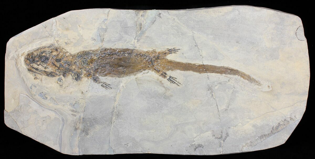 9.2" Permian Amphibian (Sclerocephalus) - Pfalz, Germany For Sale ...