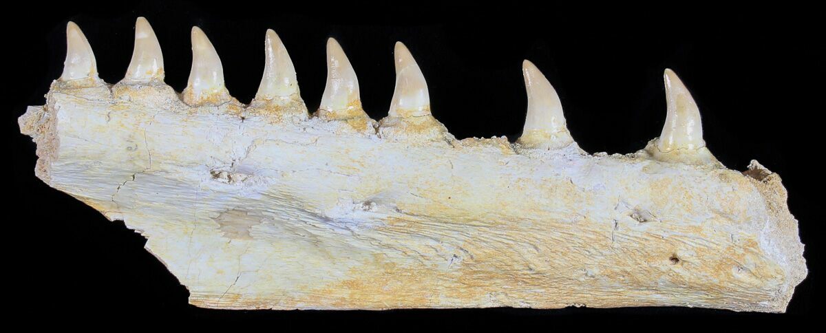 6.2" Mosasaur (Halisaurus) Jaw Sections With 8 Teeth For Sale (#50957 ...