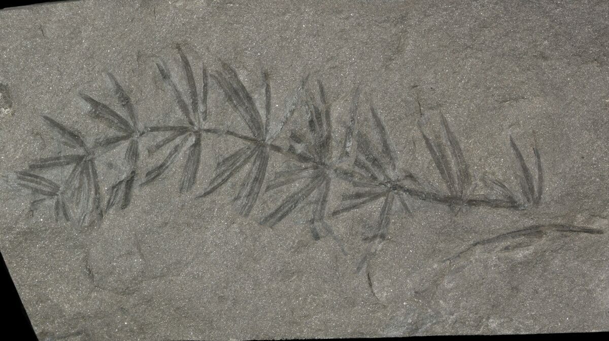 Pennsylvanian Horsetail (Asterophyllites) Fossil - France (#51099) For ...