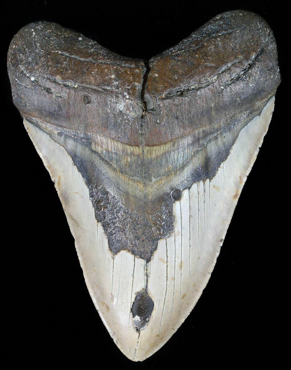 Bargain, 6.10" Megalodon Tooth - Massive Tooth (#50996) For Sale ...