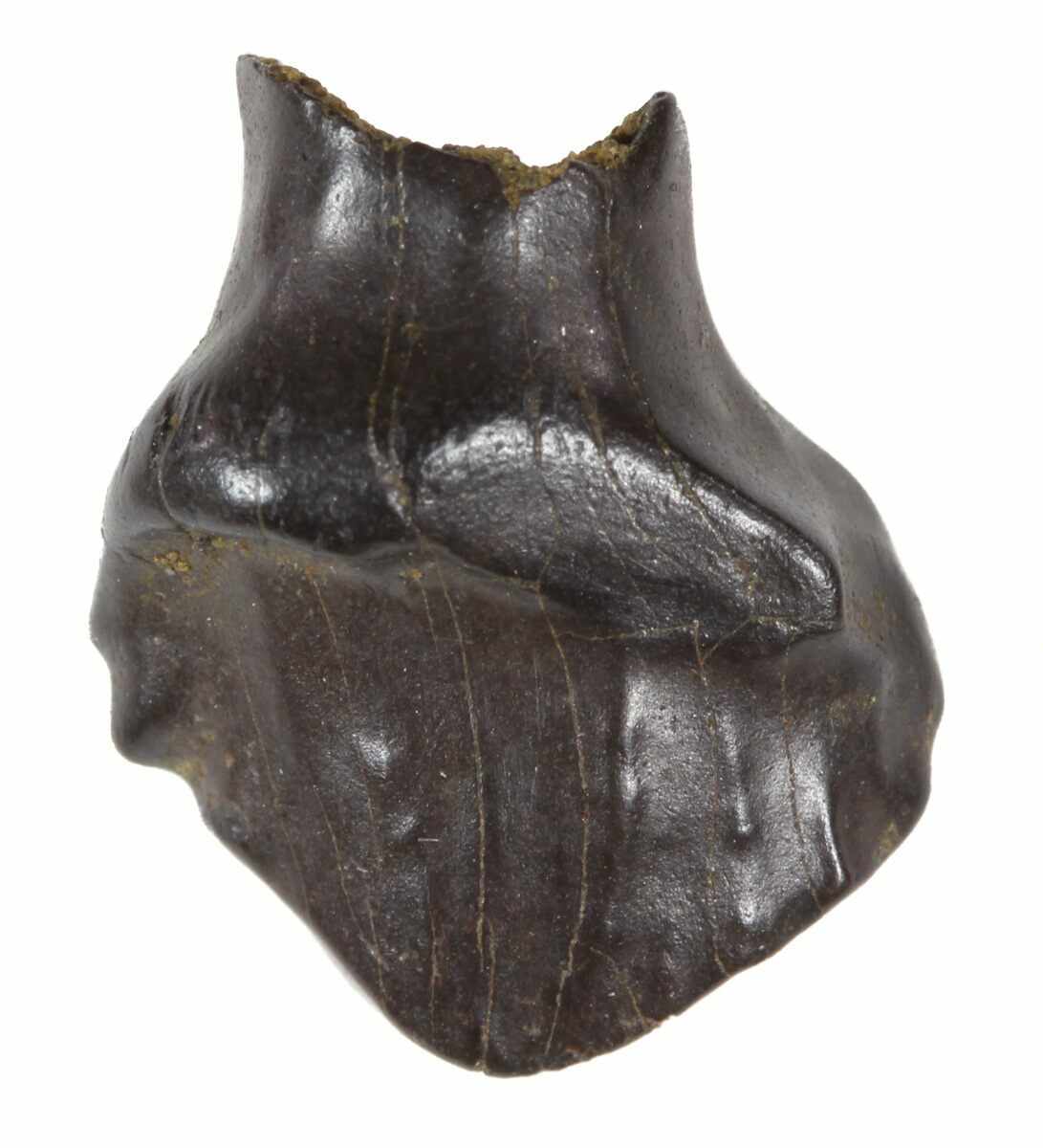 .51" Partially Rooted Ankylosaurus Tooth - Montana (#51043) For Sale ...