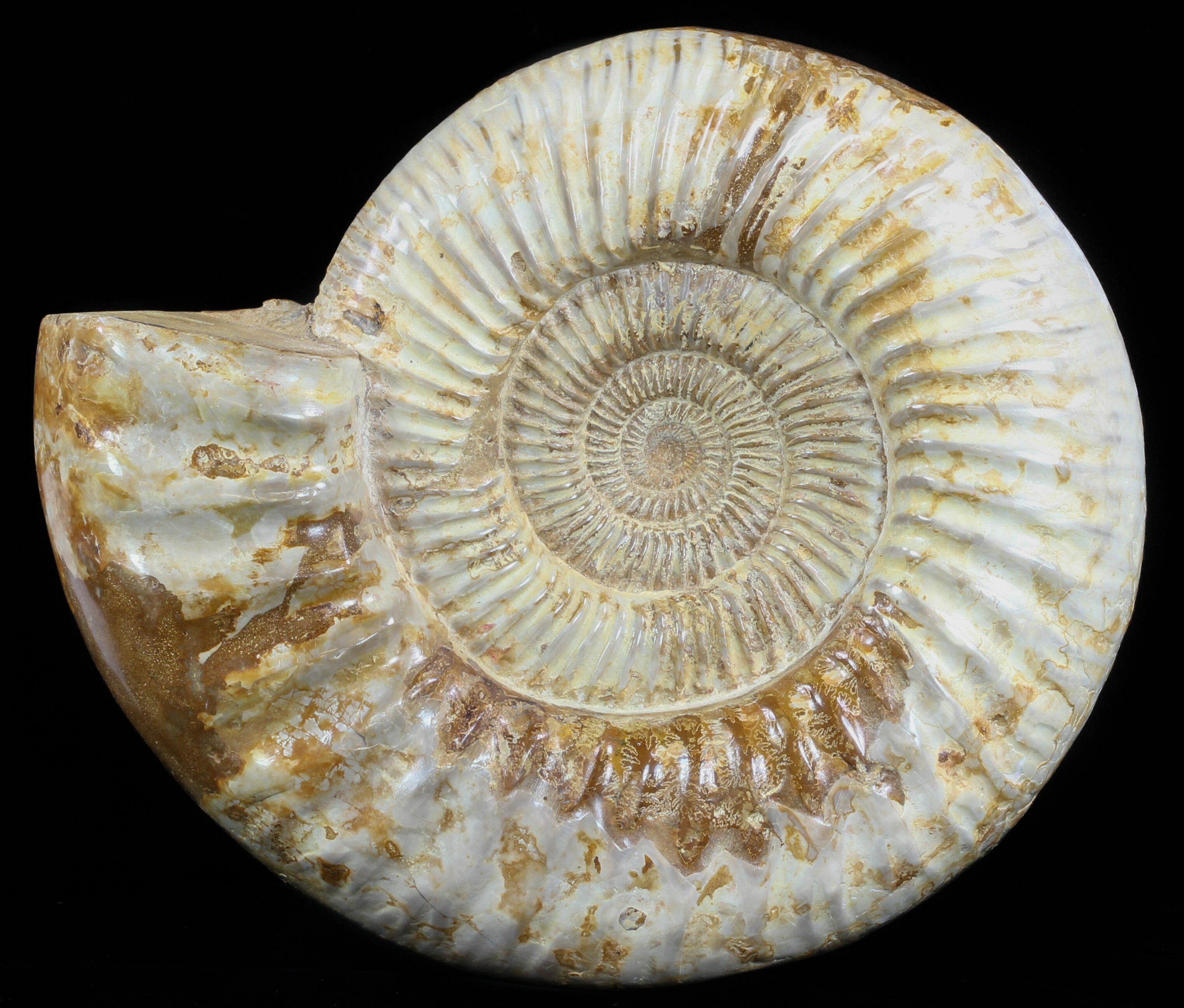 Large, 9.2" Perisphinctes Ammonite - Jurassic (#51349) For Sale ...