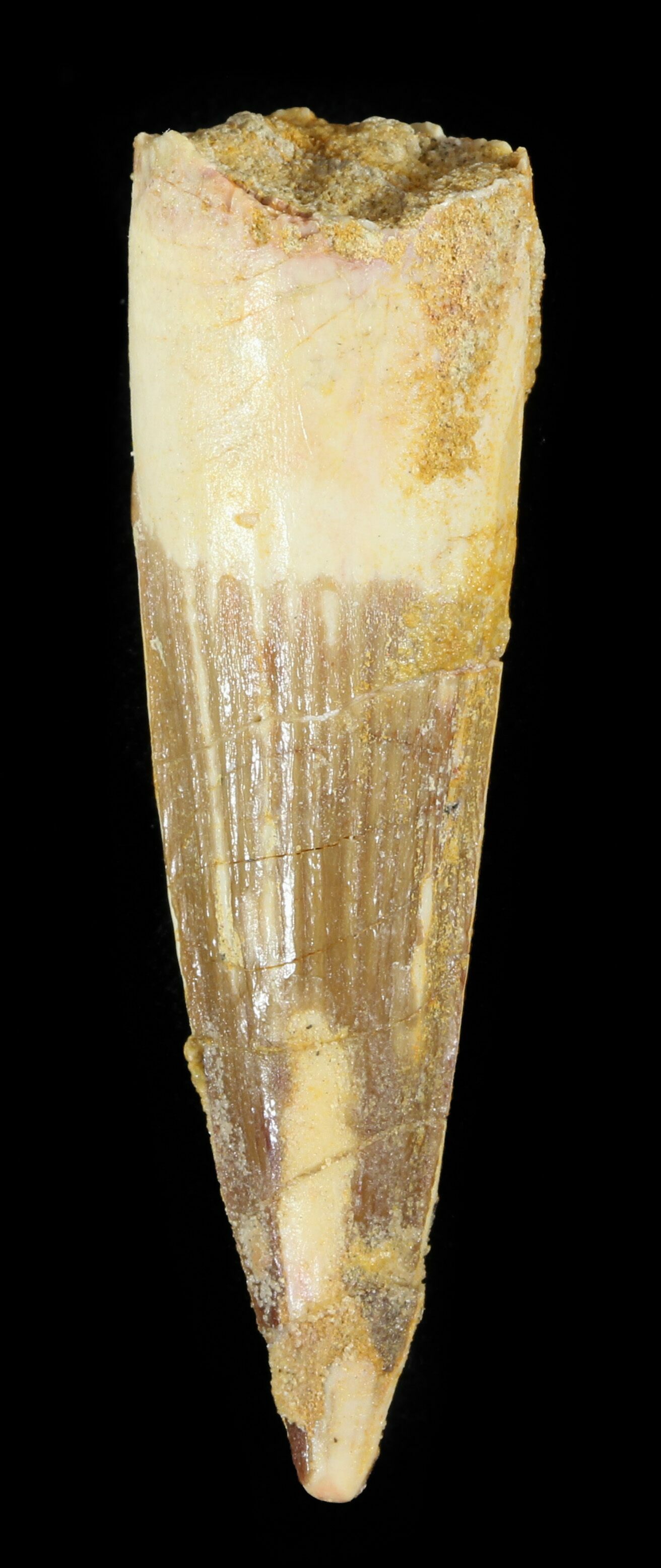 Bargain 1.92" Spinosaurus Tooth - Real Dinosaur Tooth (#51384) For Sale ...