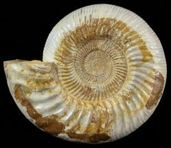 Huge 8.4" Lytoceras Ammonite - Free Standing For Sale (#4336 ...