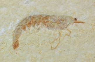 4.6" Jurassic Eryon (Decapod Crustacean) - Germany For Sale (#22448 ...