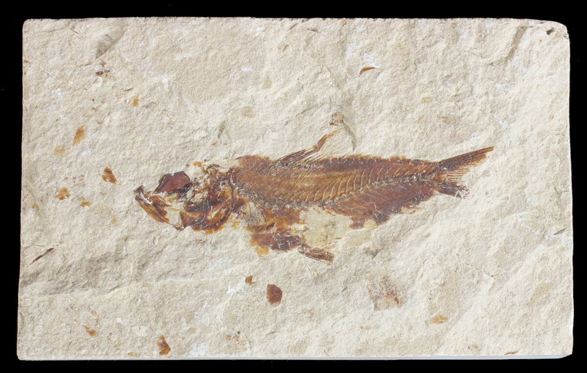 Bargain, 2" Cretaceous Fossil Fish - Lebanon (#53926) For Sale ...