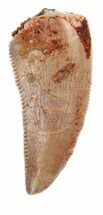 About Dinosaur Teeth - FossilEra.com