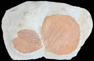Large Plate of Paleocene Leaf Fossils - Montana For Sale (#15828 ...