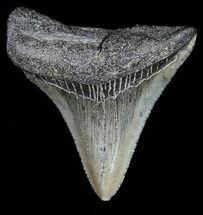 Megalodon Size: How Big Was The Megalodon Shark? - FossilEra.com
