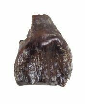 About Dinosaur Teeth - FossilEra.com