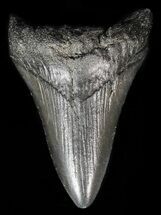 Megalodon Teeth For Sale - FossilEra.com