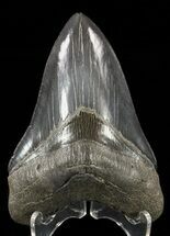 Megalodon Teeth For Sale