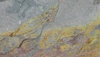 Eocrinoid (Ascocystites) From Morocco - Ordovician For Sale (#13719 ...