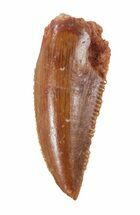 Dinosaur Teeth For Sale - FossilEra.com