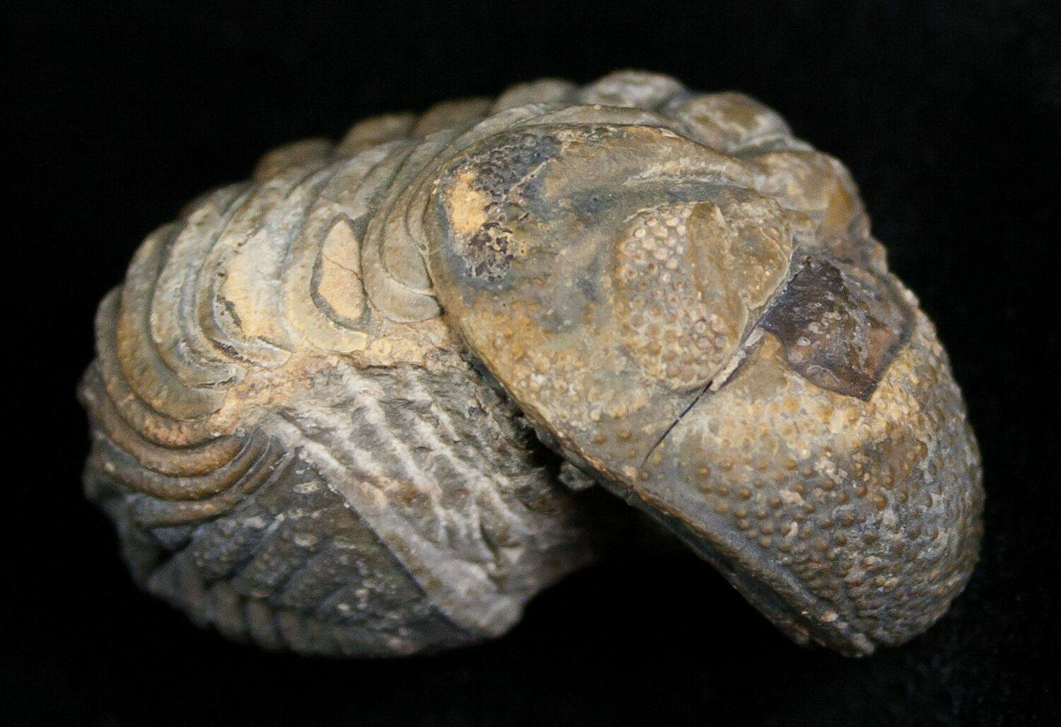 Bargain Phacops Trilobite from Issoumour Morocco (#5078) For Sale ...