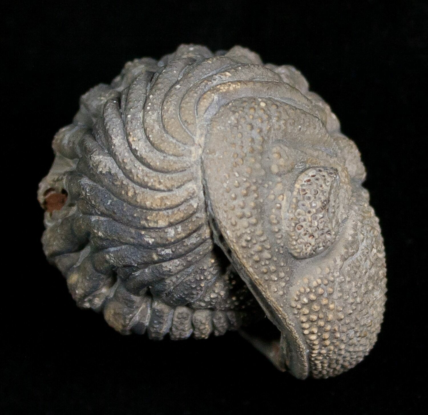 Enrolled Barrandeops (Phacops) Trilobite from Morocco (#5082) For Sale ...