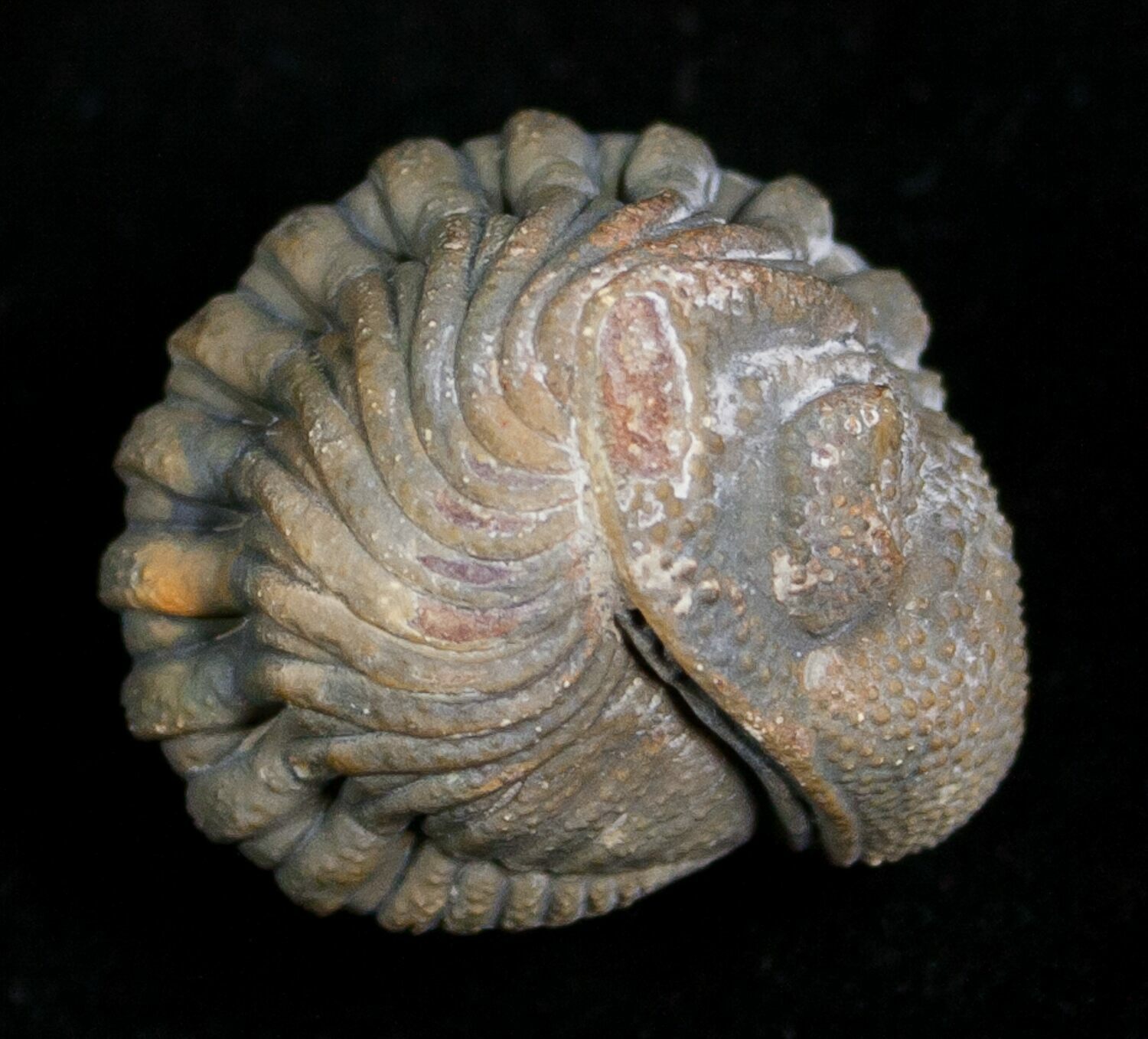 Enrolled Barrandeops (Phacops) Trilobite from Morocco (#5085) For Sale ...