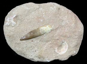 Fossil Plesiosaur Teeth For Sale - FossilEra.com
