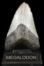 Megalodon Teeth For Sale - FossilEra.com