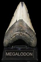 Megalodon Size: How Big Was The Megalodon Shark? - FossilEra.com