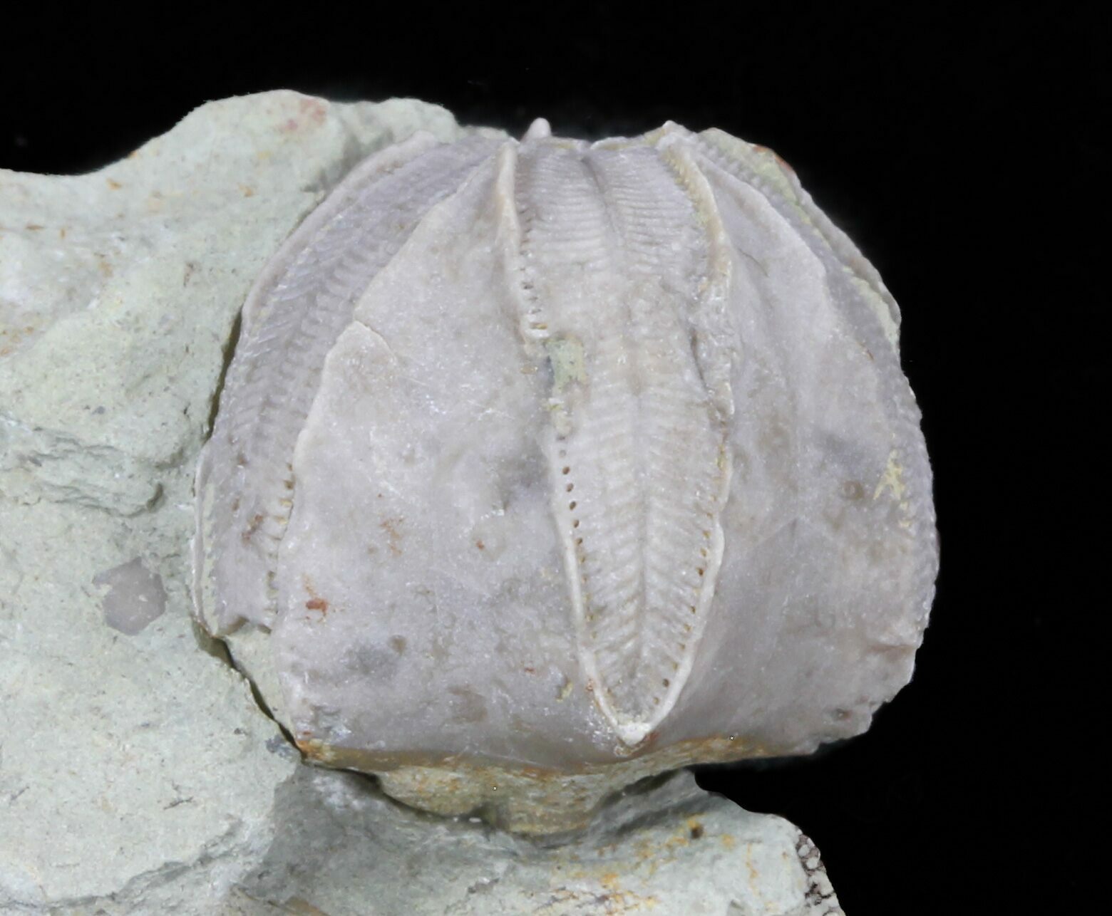 Blastoid (Pentremites) Fossil - Illinois For Sale (#60127) - FossilEra.com