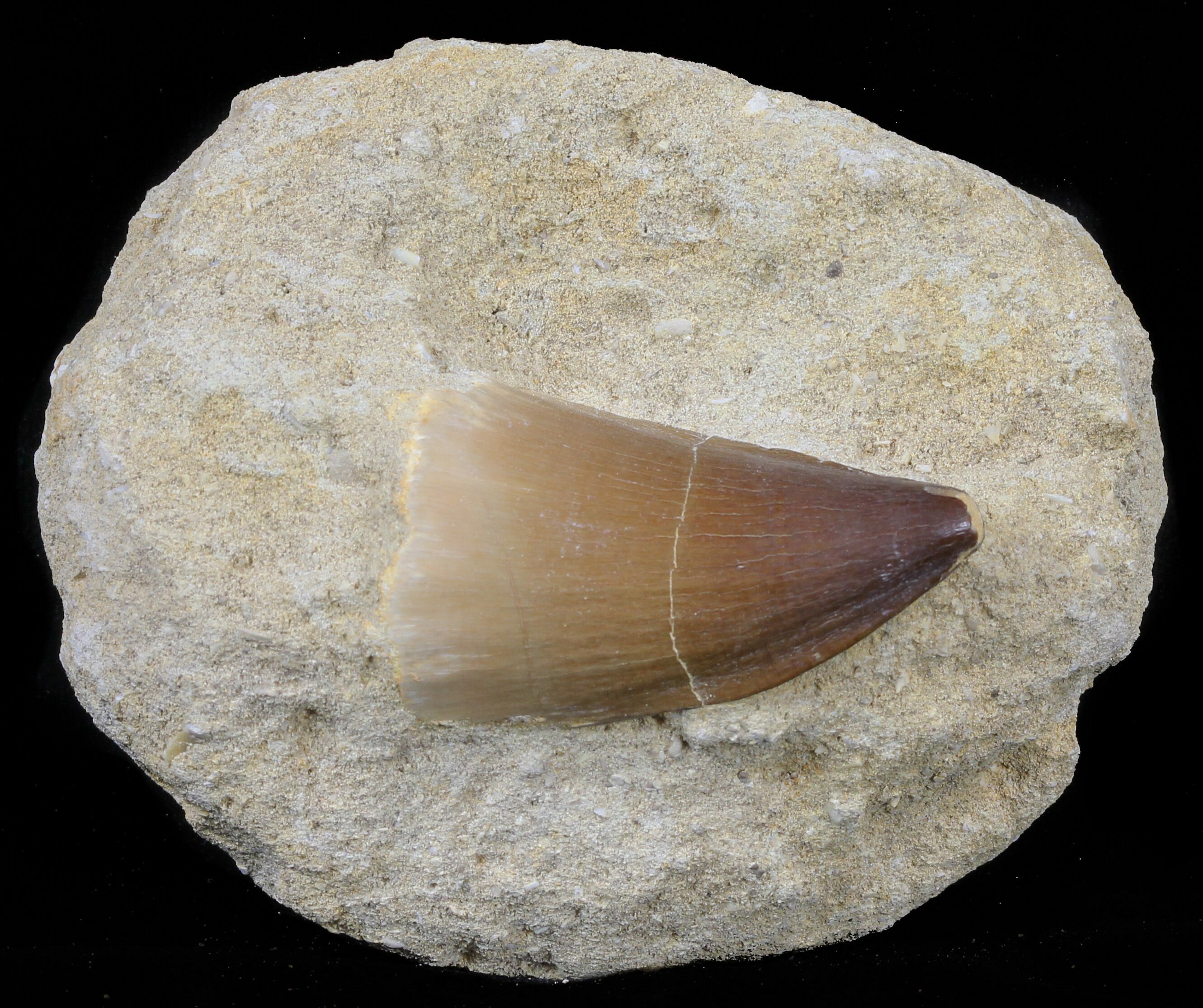 1.8" Mosasaur (Prognathodon) Tooth In Rock - Nice Tooth For Sale ...