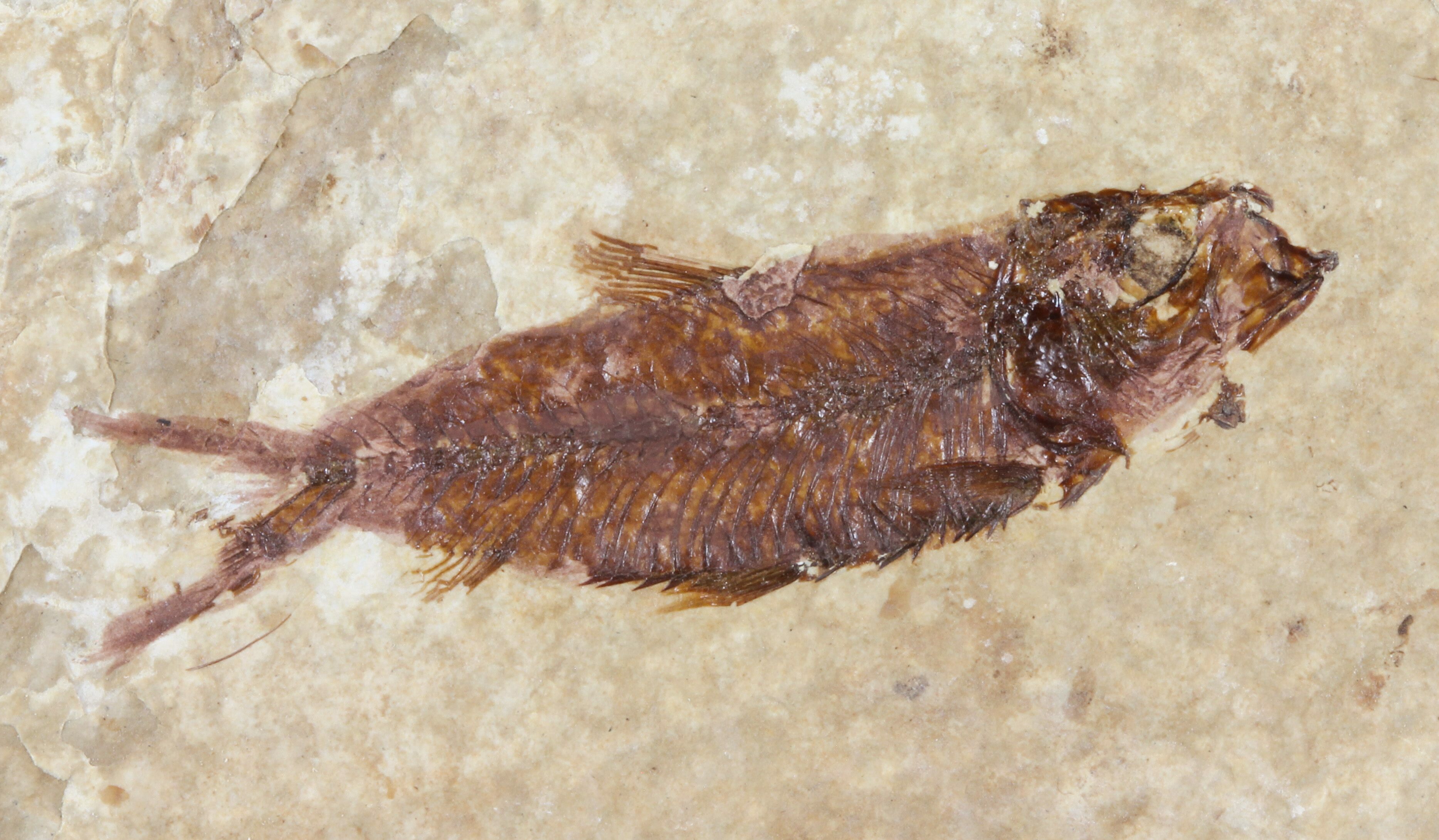 1.6" Knightia Fossil Fish - Wyoming (#60844) For Sale - FossilEra.com