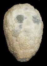 5 1/2" Cystoid (Caryocrinites) From New York For Sale (#16617 ...