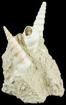 Large Fossil Turritella (Gastropod) From France For Sale (#8810 ...
