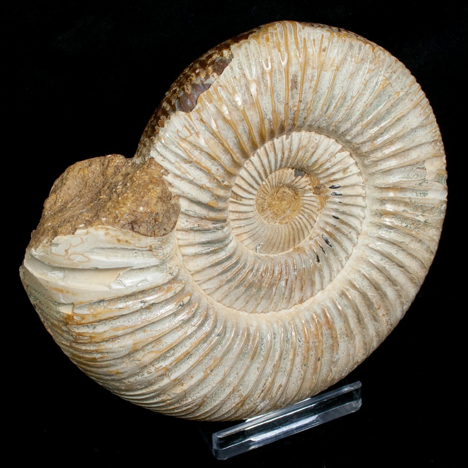 4" Perisphinctes Ammonite - Jurassic (#5237) For Sale - FossilEra.com