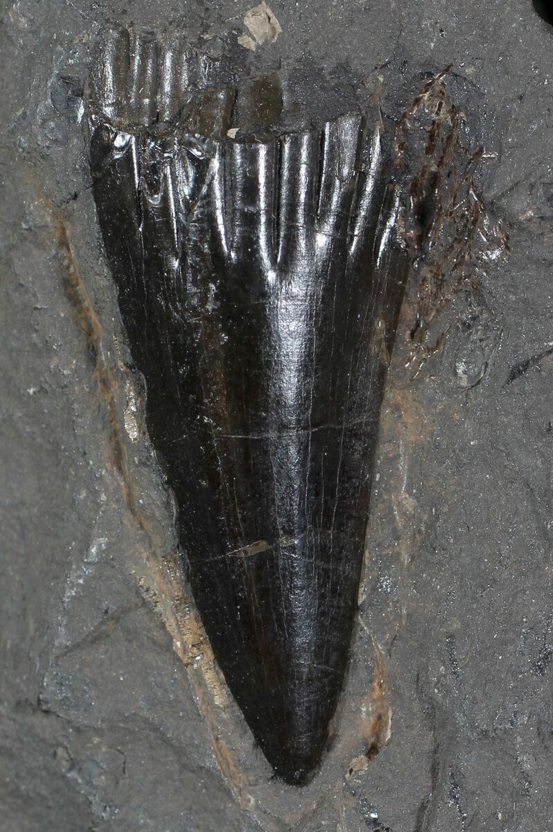 Rare 1 1 Carboniferous Fish Rhizodus Tooth Scotland 62844 For Rare 1 1 Carboniferous Fish Rhizodus Tooth Scotland 62844 For