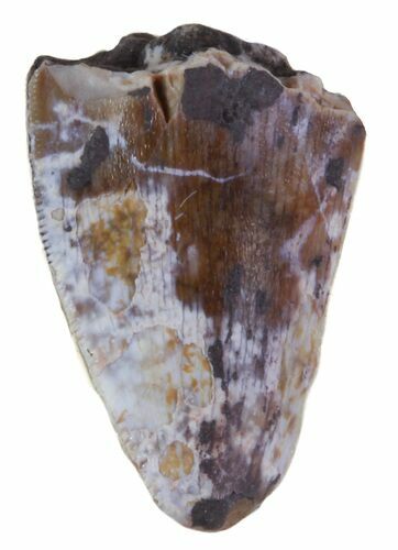 Partial, .65" Phytosaur (Redondasaurus) Tooth - Arizona (#62446) For ...