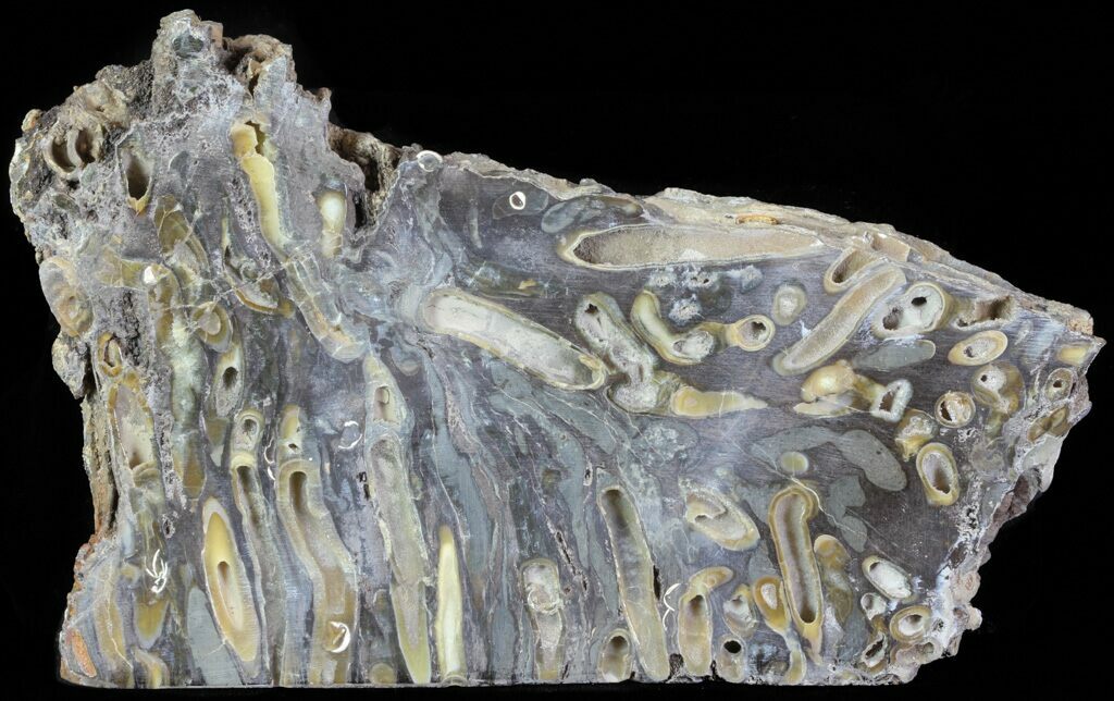 6.3" Slab Fossil Teredo (Shipworm Bored) Wood - England For Sale ...