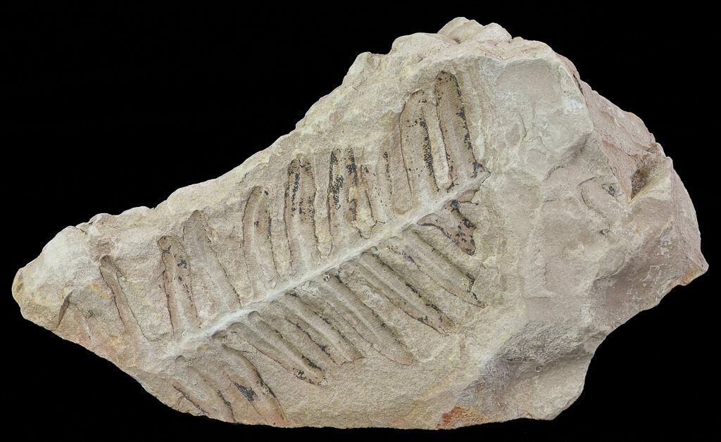 3.2" Pennsylvanian Fossil Fern (Alethopteris) - Kansas (#65367) For ...