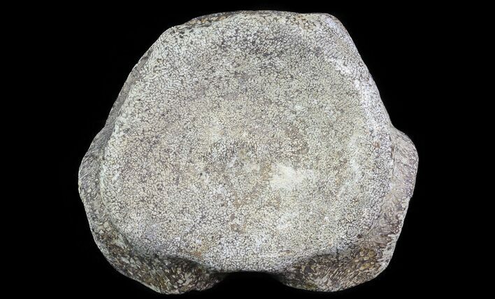 3.3" Plesiosaur (Colymbosaurus) Vertebrae - Great Cell Structure ...