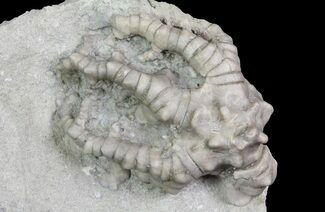 About Crinoids - FossilEra.com