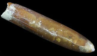 Belemnite & Straight Cephalopod Fossils For Sale - FossilEra.com