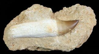 Mosasaurus & Mosasaurs - FossilEra.com