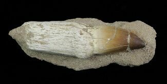 Mosasaurus & Mosasaurs - FossilEra.com