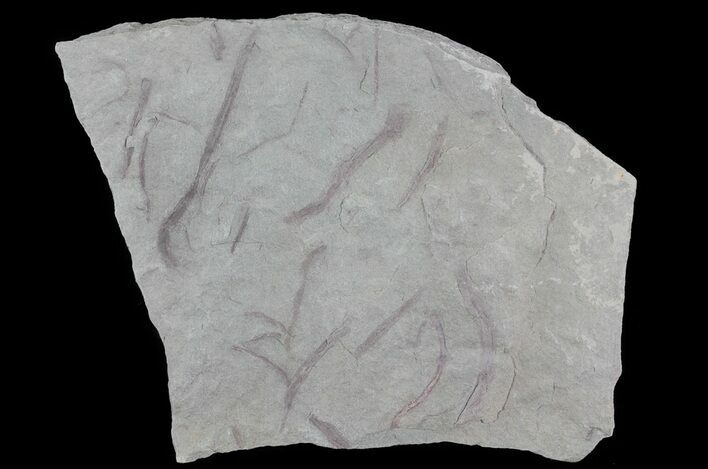 Early Devonian Plant Fossils (Zosterophyllum) - Scotland (#66673) For ...