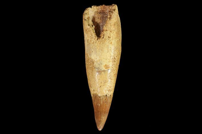 2.35" Ichthyosaur (Platypterygius) Tooth - Russia (#66756) For Sale ...