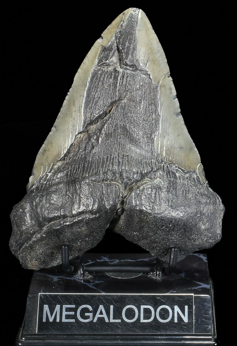 Bargain, 5.73" Fossil Megalodon Tooth - Huge Meg Tooth (#66515) For ...