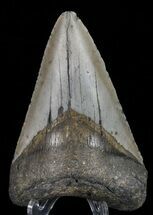 Megalodon Size: How Big Was The Megalodon Shark? - FossilEra.com