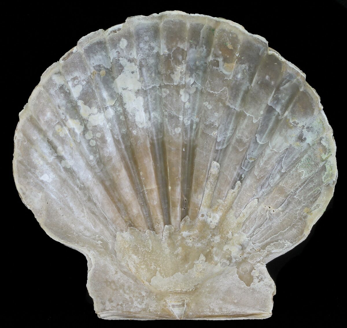 4" Fossil Pectin (Chesapecten) - Virginia For Sale (#67429) - FossilEra.com