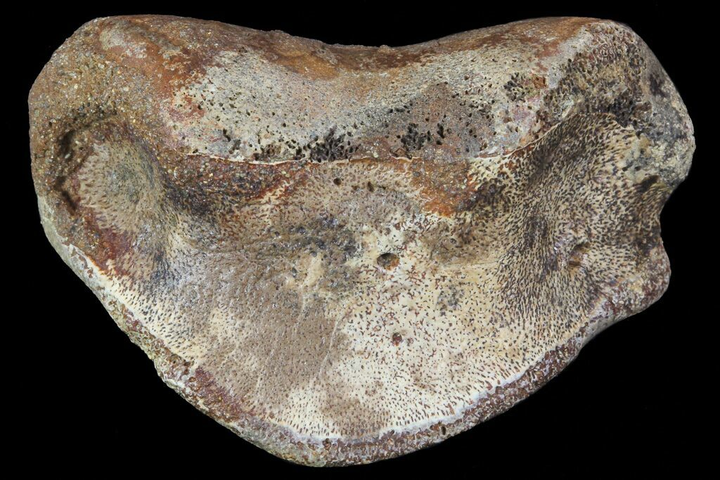 1.6" Ceratopsian Dinosaur Toe Bone - Alberta (Disposition #000028-29 ...