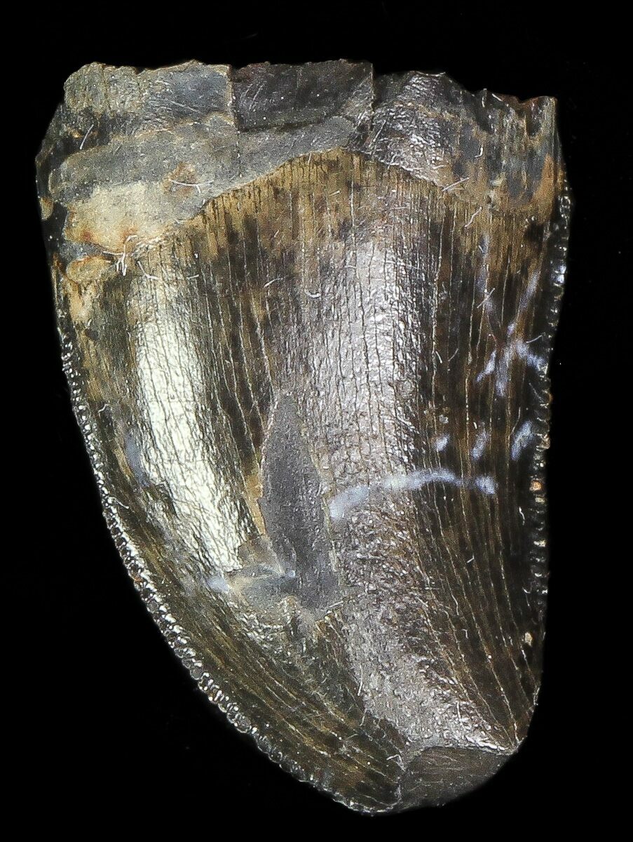 .68" Serrated Theropod Tooth - Alberta (Disposition #000028-29) (#67629 ...