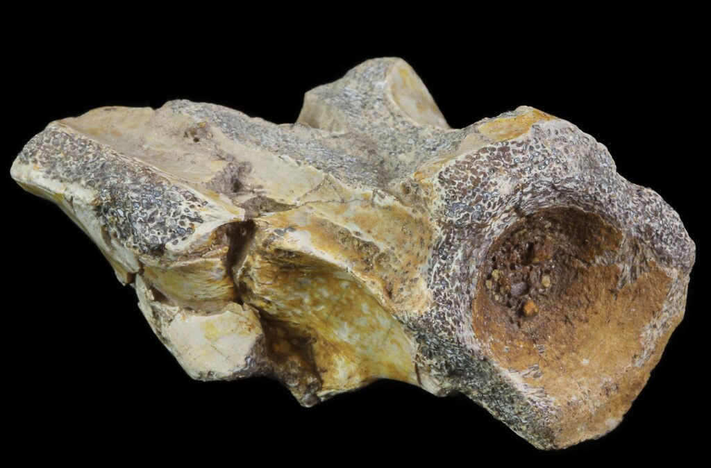 1.3" Edaphosaurus (Permian Synapsid) Vertebrae - Texas For Sale (#67830 ...